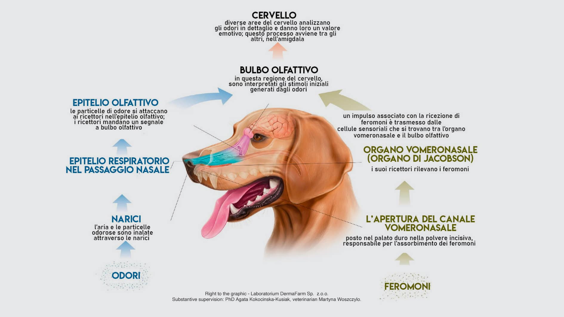 L'organo di Jacobson: il sesto senso del cane. - Professione Cinofilo